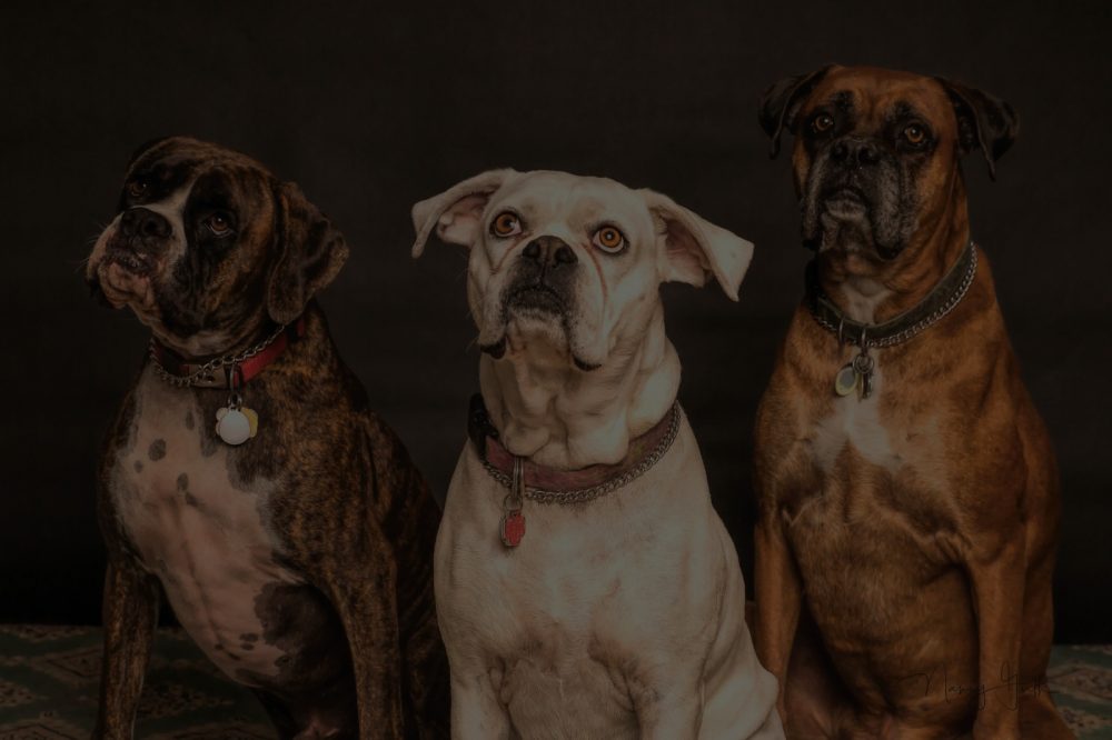 NMMC mandates dog licenses for pet owners